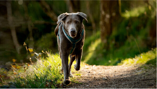 Guide to Hip & Joint Support for Dogs – Dogswell